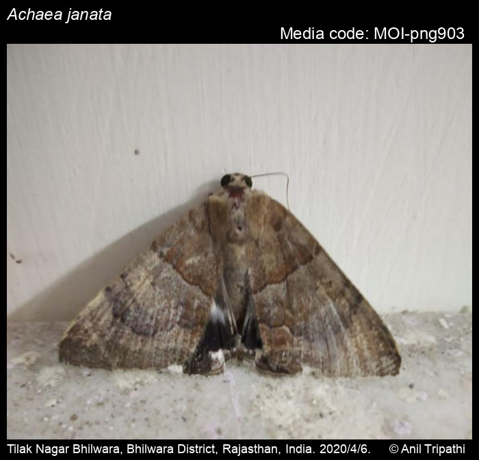 Achaea janata | Moths